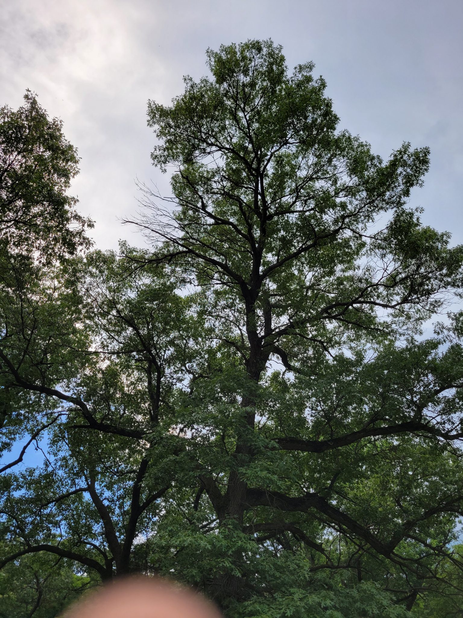 SUMMER 2021 TREE APPEAL | Bohemian National Cemetery of Braidwood Ltd.